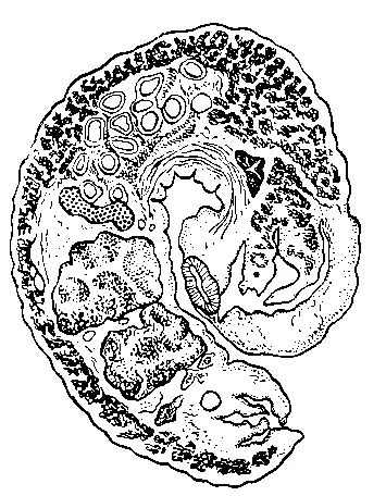 Apharyngostrigea simplex (S. Johnston, 1904) Szidat, 1929 19254_4