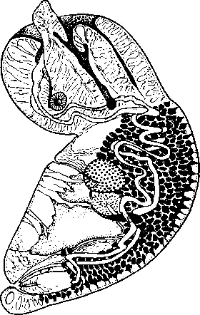 Cotylurus communis (ฮิวจ์, 1928) La Rue, 1932 19363_2