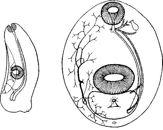 Cotylurus communis (ฮิวจ์, 1928) La Rue, 1932 19363_3