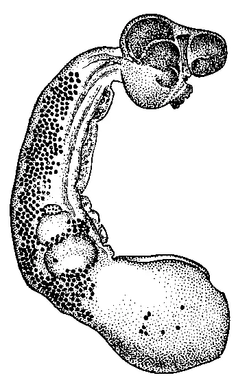 Cardiocephalus physalis (Lutz, 1926) Dubois, 1937 19384_4