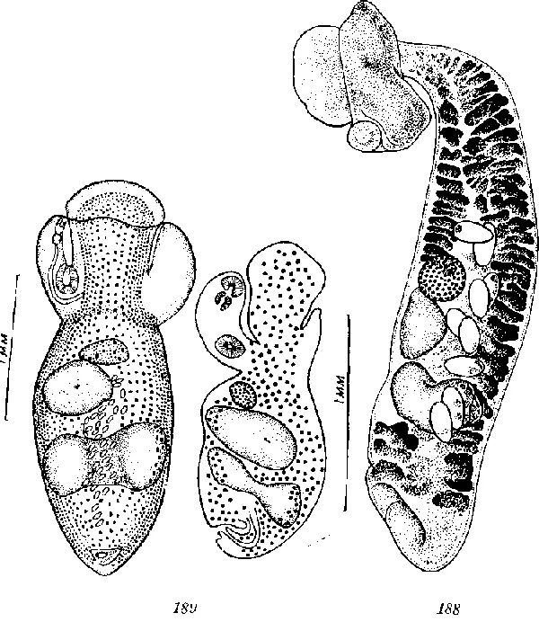 Pseudapatemon mammilliformis (Tubangui, 1932) Dubois, 1936 19423_2