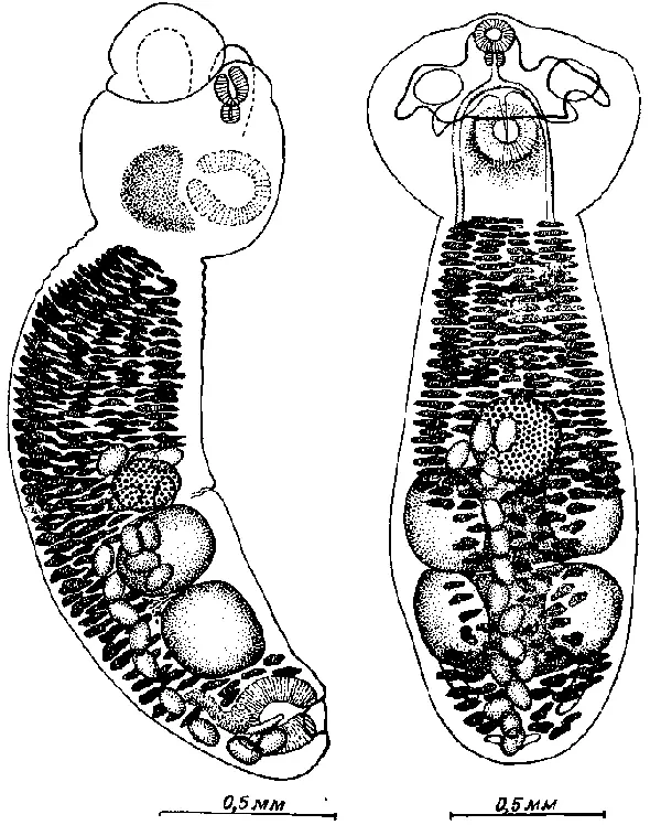 Pseudapatemon mammilliformis (Tubangui, 1932) Dubois, 1936 19423_3