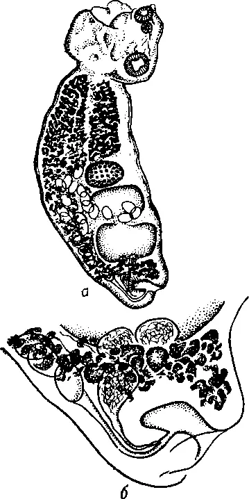 Pseudapatemon mammilliformis (Tubangui, 1932) Dubois, 1936 19423_4