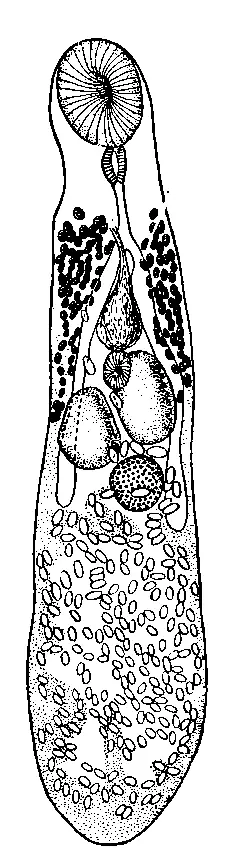 Mesocoelium mesembrium Johnston、1912年 19461_2