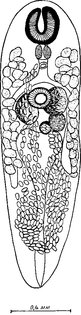 Mesocoelium mesembrium Johnston、1912年 19461_3