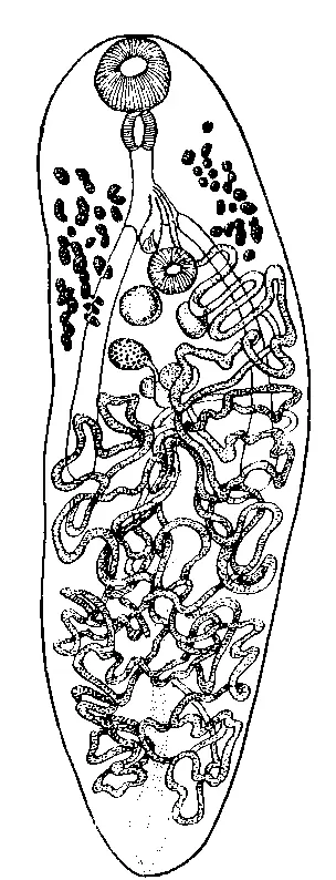 Mesocoelium mesembrium Johnston、1912年 19461_4