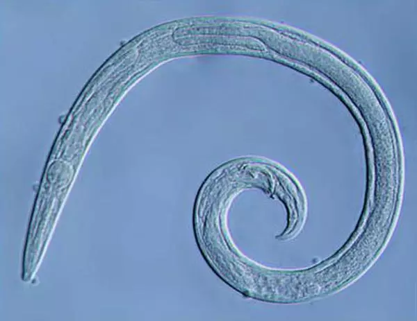 תכונות האנטומיה של Diplostomum spathaceum 19586_1