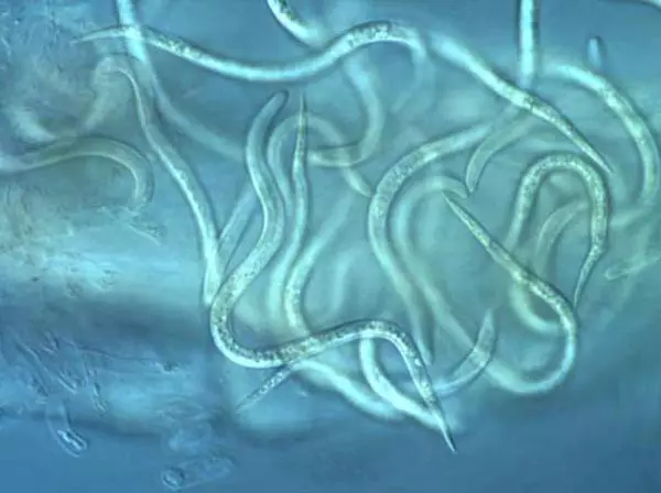 Diplostomum pelmatoides Dubois, 1932