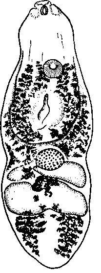 Diplostomum phoxini -ийн биологийн талаархи мэдээлэл (Арви ба Беттнерийн дараа, 1954) 19653_2