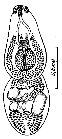 Diplostomum thaparia (Lal, 1939) Sudarikov, 1960 19665_3