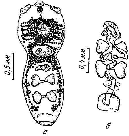 Diplostomum thaparia (Lal, 1939) Sudarikov, 1960 19665_4