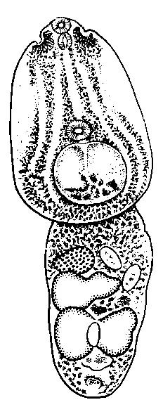 Diplostomum thaparia (Lal, 1939) Sudarikov, 1960 19665_5