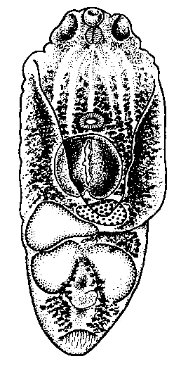 Diplostomum thaparia (Lal, 1939) Sudarikov, 1960 19665_6