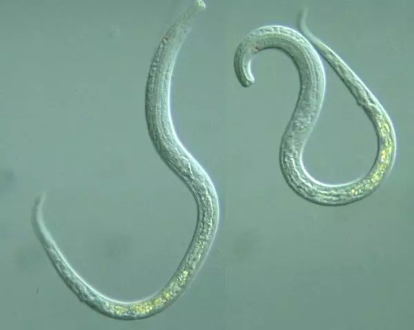 Anatomía de Neodiplostomum cochleare 19688_1