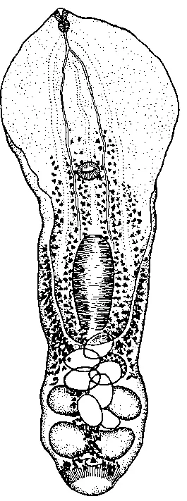 Neodiplostomum (Conodiplostomum) accipitris Dubois et Rausch, 1948 19714_2