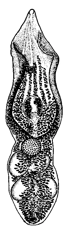 Neodiplostomum (Conodiplostomum) accipitris Dubois et Rausch, 1948 19714_3