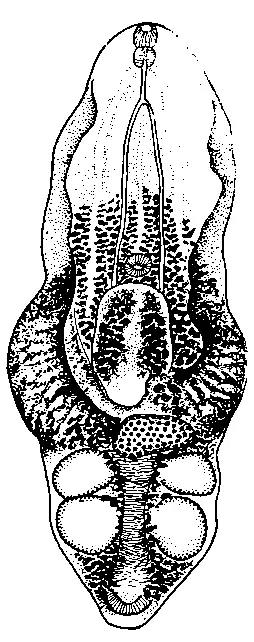 Neodiplostomum (Conodiplostomum) accipitris Dubois et Rausch, 1948 19714_4