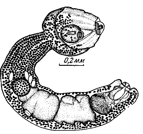 Uvulifer gracilis Yamaguti, 1934 19828_2