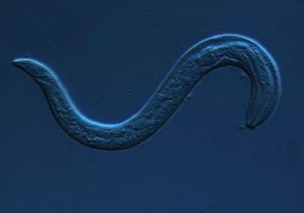 Características del sistema reproductor femenino hemiurat. 19857_1