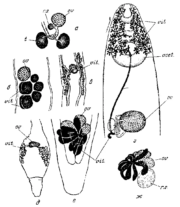 Características del sistema reproductor femenino hemiurat. 19857_2