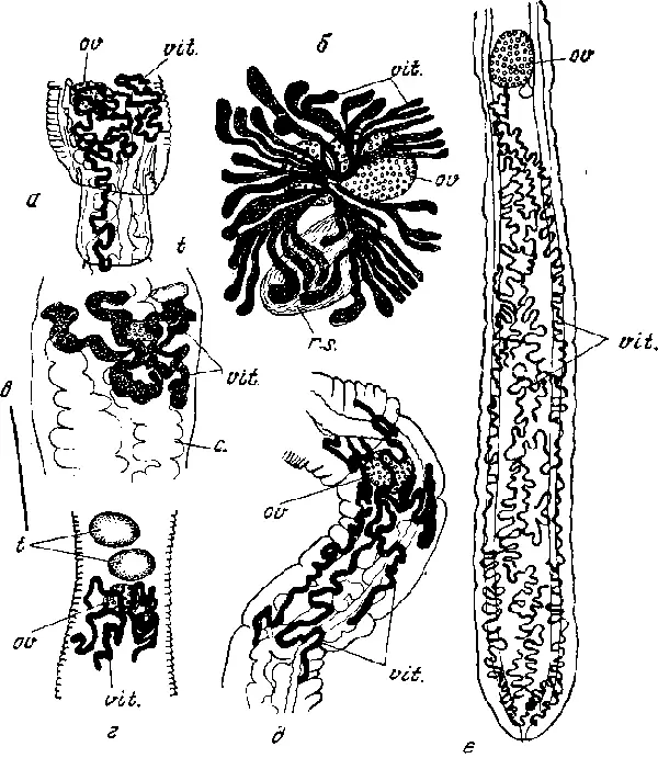 Características del sistema reproductor femenino hemiurat. 19857_3