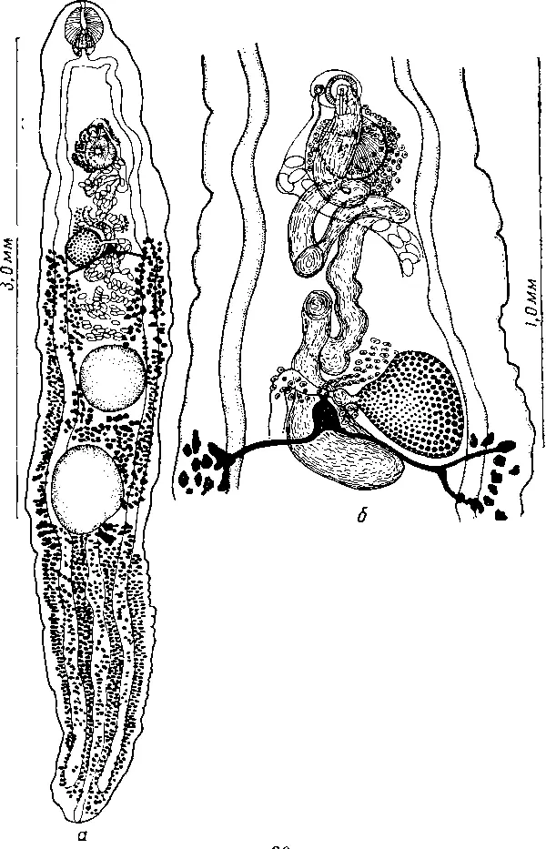 وصف Aephnidiogenes senegalensis 19989_2