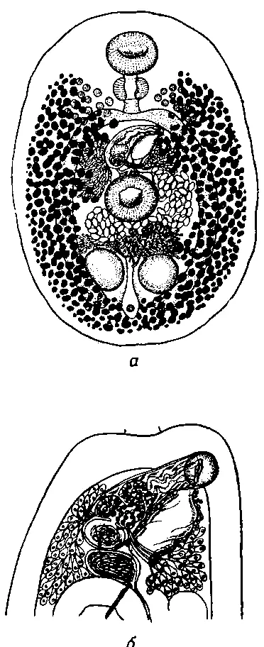 Pseudocreadium anandrum Manter, 1947 г. 20136_2