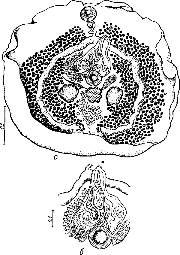 Pseudocreadium scaphosomum Manter, 1940 20160_3