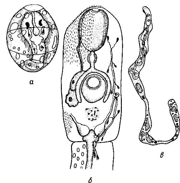 Description of Alaria intermedia 20249_2