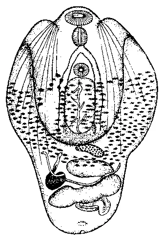 Description of Alaria intermedia 20249_3