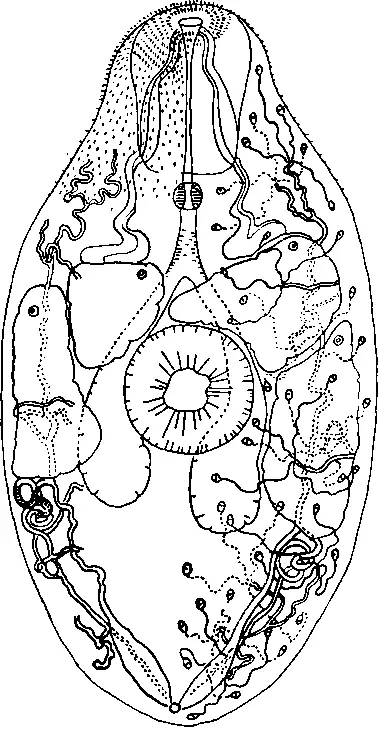 Metacercaria Alaria intermedia (Olivier et Odlaug, 1938) 20255_2