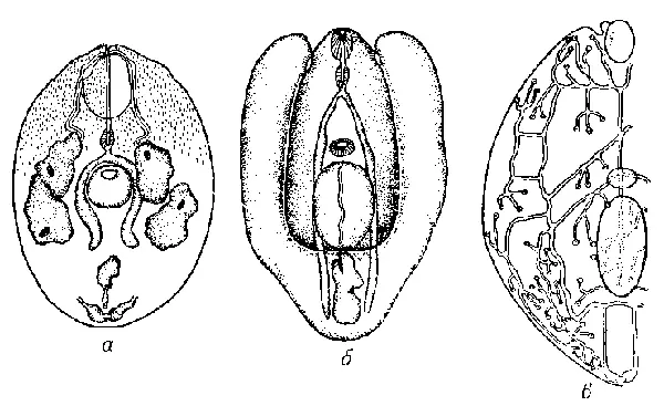 Metacercaria Alaria intermedia (Olivier et Odlaug, 1938) 20255_3