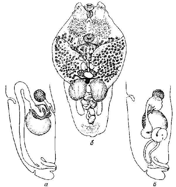 Pharyngostomoides ovalis Chandler ir Rausch, 1946 m 20291_2