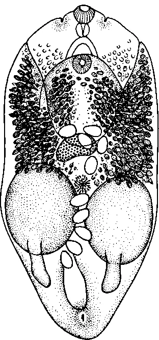 Pharyngostomoides ovalis Chandler ir Rausch, 1946 m 20291_3