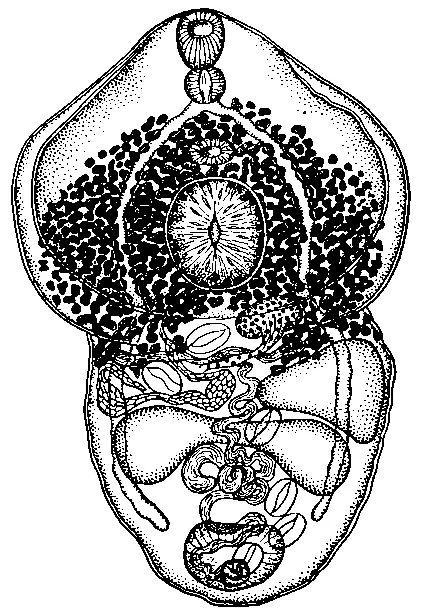 Fibricola caballeroi Cerecero, 1943 20322_3