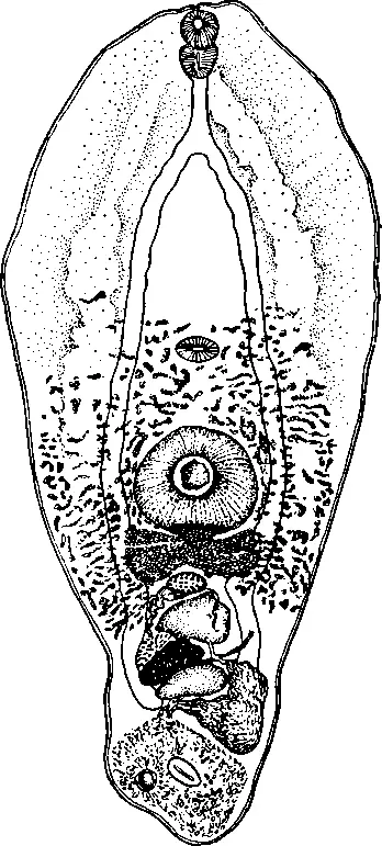 Genus Crocodilicola Poche, 1925 20415_2