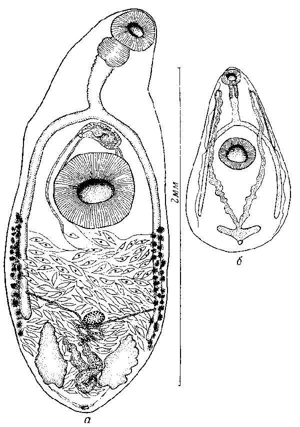 ໂຄງສ້າງຂອງ Ommatobrephus lobatum 20420_2