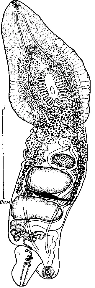 Pseudoneodiplostomum crocodiiarum (Tubangui et Masilungan, 1936) Tubarigui, 1947 20456_2