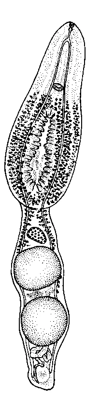 Pseudoneodiplostomum crocodiiarum (Tubangui et Masilungan, 1936) Tubarigui, 1947 20456_3