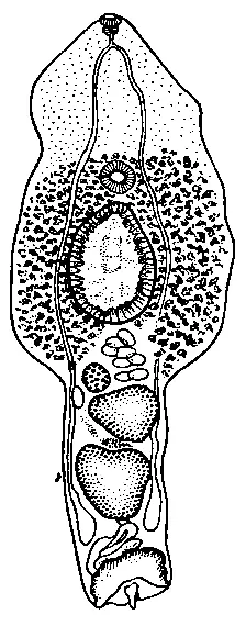 Pseudoneodiplostomum crocodiiarum (Tubangui et Masilungan, 1936) Tubarigui, 1947 20456_4