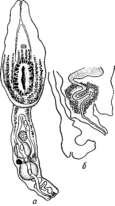 Pseudoneodiplostomum crocodiiarum (Tubangui et Masilungan, 1936) Tubarigui, 1947 20456_6