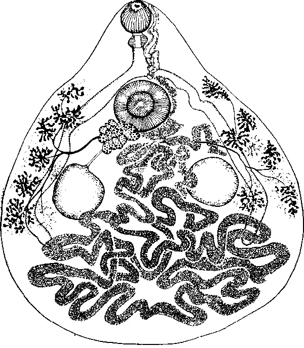 Prosthogonimus (Macrogenotrema) ব্রাউনি স্ক্রাজবিন, 1919 20513_2