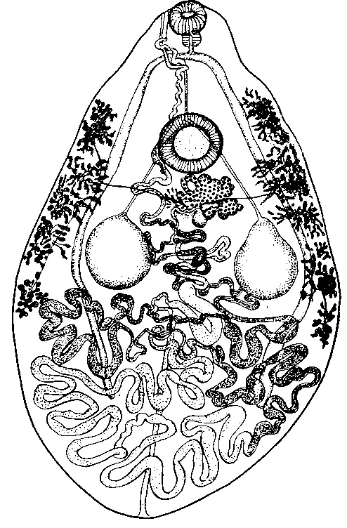 Prosthogonimus (Macrogenotrema) ব্রাউনি স্ক্রাজবিন, 1919 20513_3