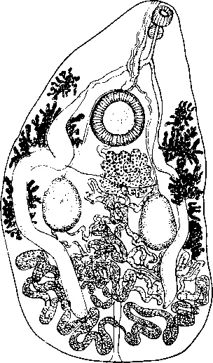 Prosthogonimus (Macrogenotrema) brauni Skrjabin, 1919 20513_4