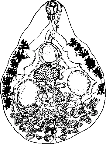 Prosthogonimus (Macrogenotrema) ব্রাউনি স্ক্রাজবিন, 1919 20513_5