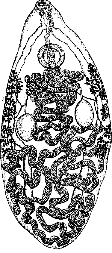 Prosthogonimus (Politogenotrema) fulleborni Skrjabin et Massino, 1925 он 20545_2