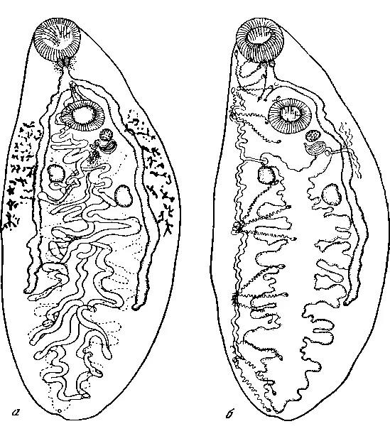 Styphlodora agkistrodontis Byrd, Parker et Reiber, ၁၉၄၀ 20636_3