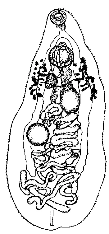 Styphlodora retrodora Tubangui, 1933 20659_2