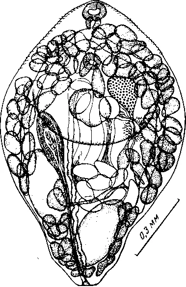 Холостефанус меторчис Ямагути, 1939 20757_3