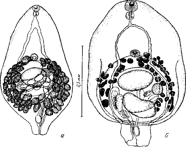 Líffærafræði Gelanocotyle milvi 20776_2